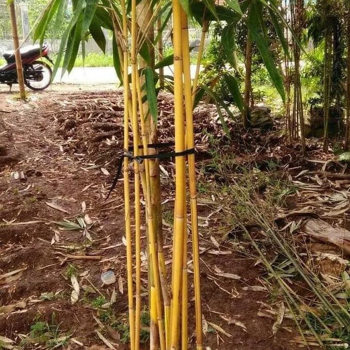 Jual bambu kuning/bambu panda/pohon bambu | Shopee Indonesia