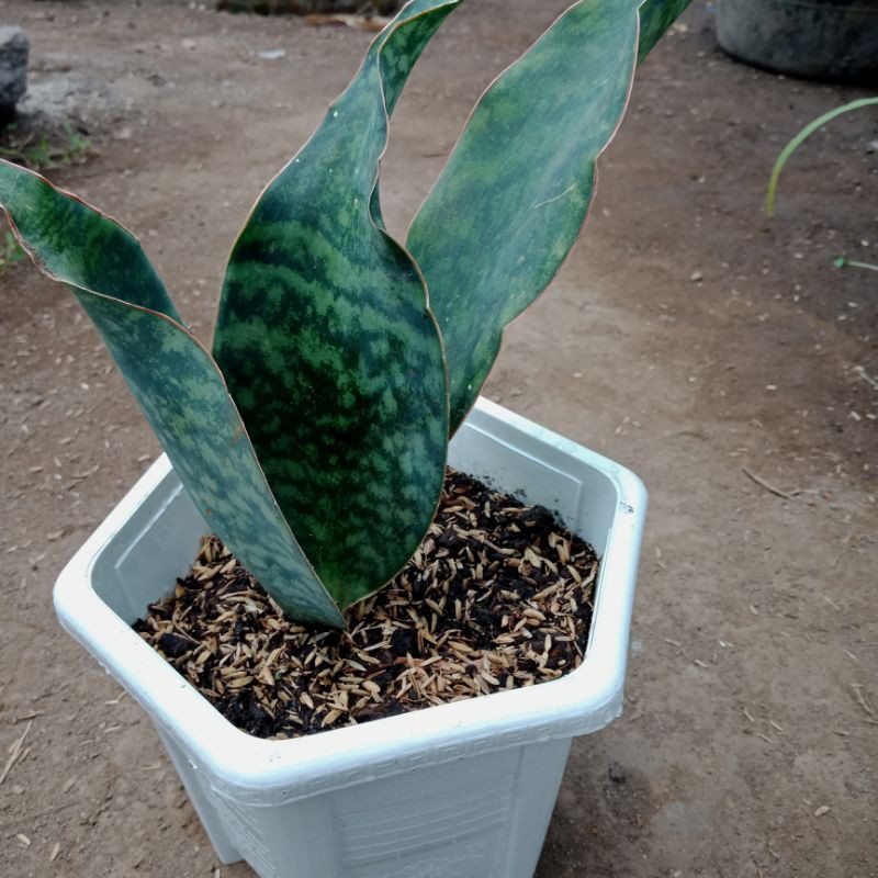 Jual Sansivera Giant atau sensivera jumbo atau sensivera entong (Khusus ...