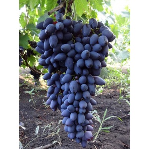 Jual Bibit Anggur GOZV (GARANSI 14 HARI) Indonesia|Shopee Indonesia