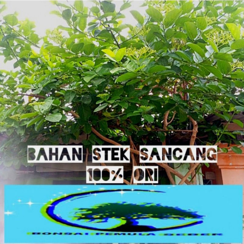 Jual Bahan bonsai stek Sancang stek serut - Murah meriah stekan sancang ...