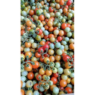 Jual Rampai Lampung (Tomat Cherry) | Shopee Indonesia