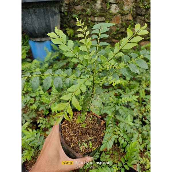 Jual Bibit pohon salam koja/temuru/daun kari | Shopee Indonesia