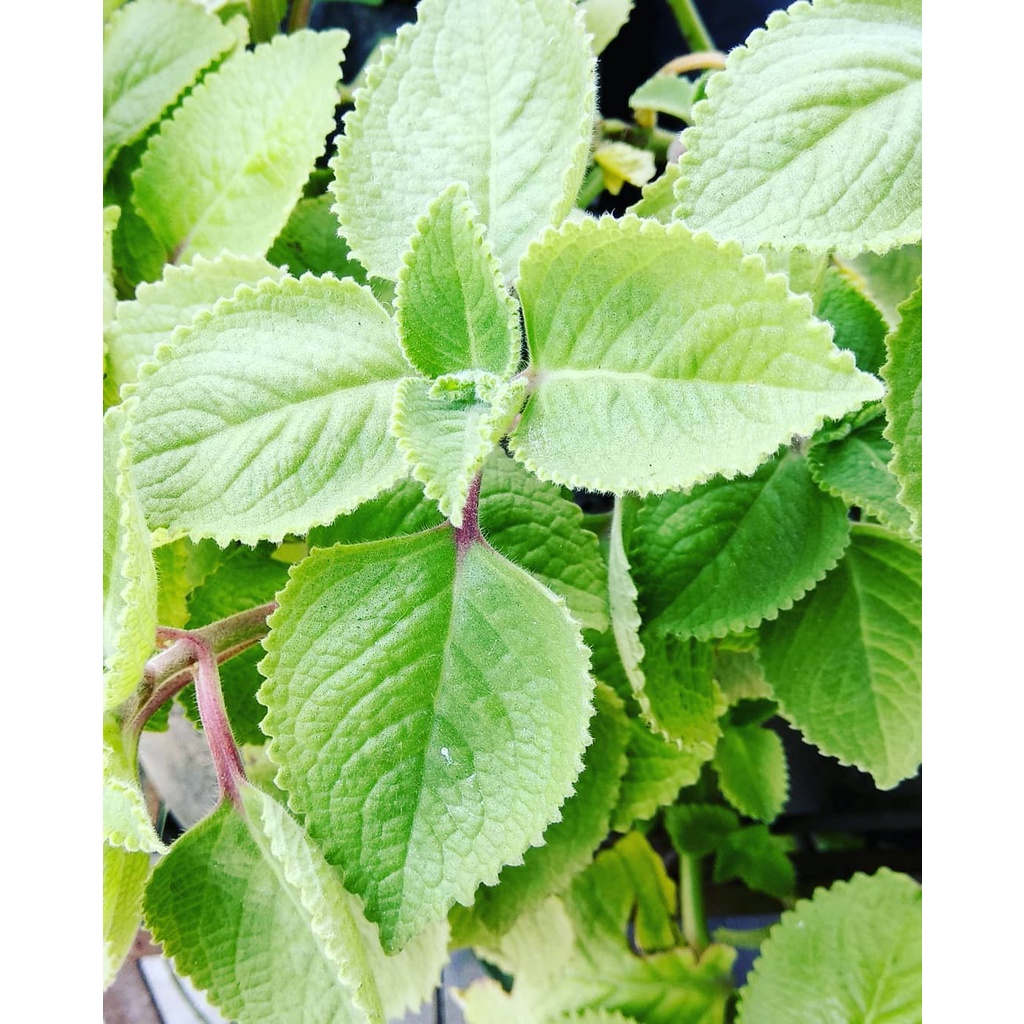 Jual Tanaman herb daun jinten putih / jintan putih / Cuminum cyminum ...