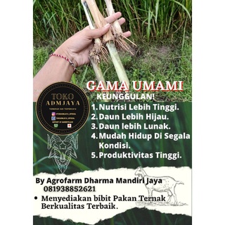 Jual Bibit Rumput GAMA UMAMI 10KG (200-300 stek) | Shopee Indonesia