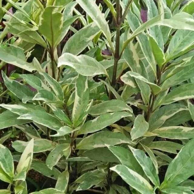 Jual Tanaman hias ganda rusa / ganda rusa varigata | Shopee Indonesia
