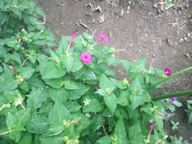 Beginilah Contoh Foto Bunga Pukul Empat Terbaru - Informasi Seputar ...