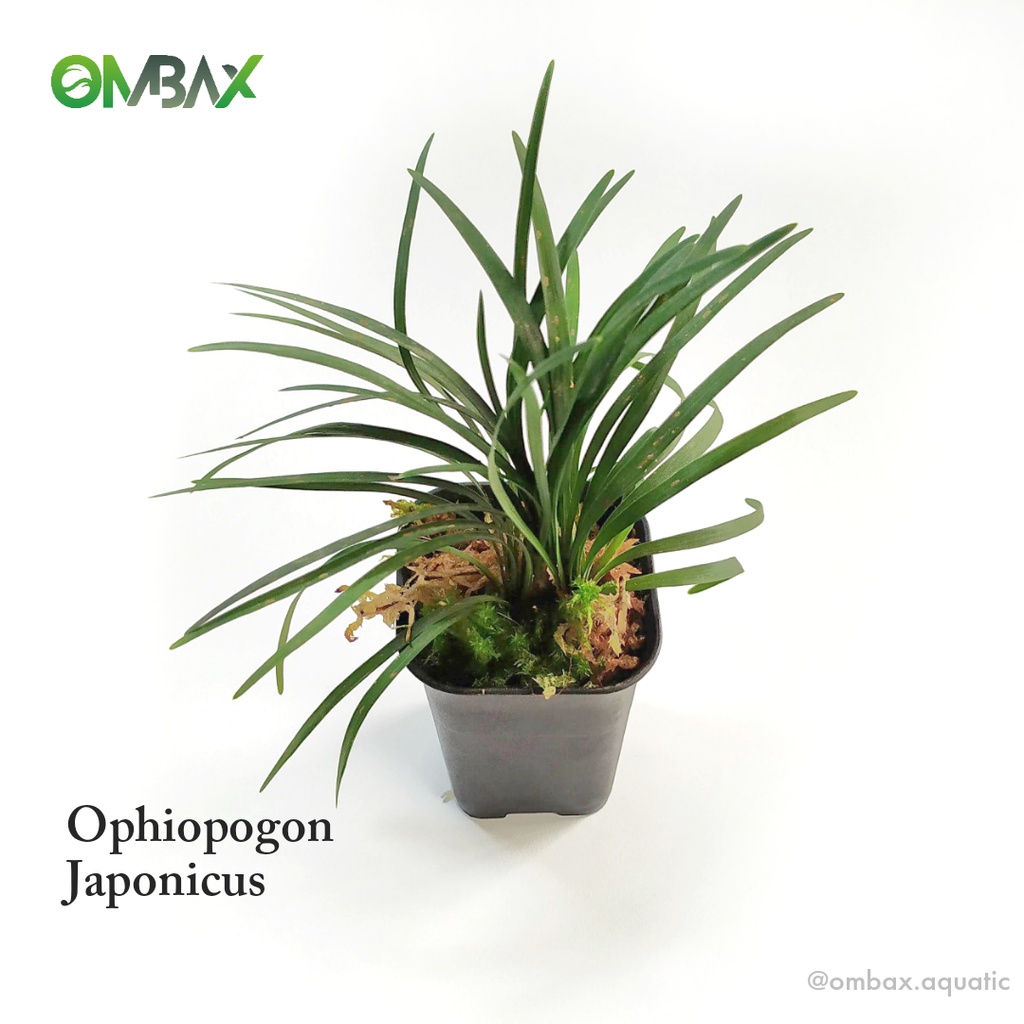 Jual ophiopogon japonicus / Kucai mini - Tanaman Paludarium / Terrarium ...
