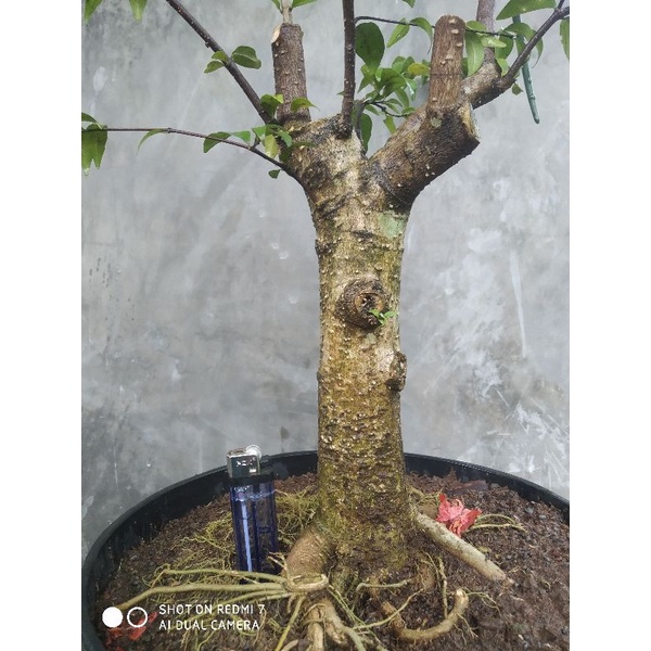 Jual Bahan Bonsai anting Putri murah | Shopee Indonesia Jual Bahan Bonsai anting Putri murah | Shopee Indonesia