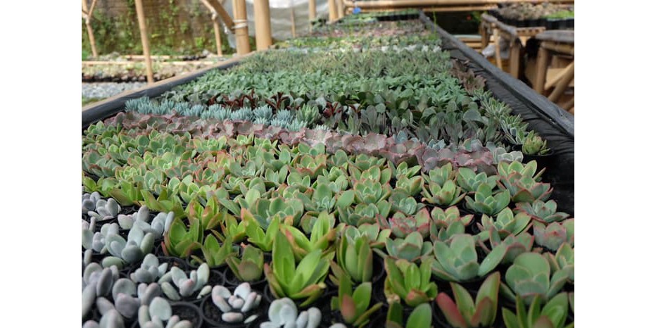 Toko Online ALPA_Store_Official | Shopee Indonesia