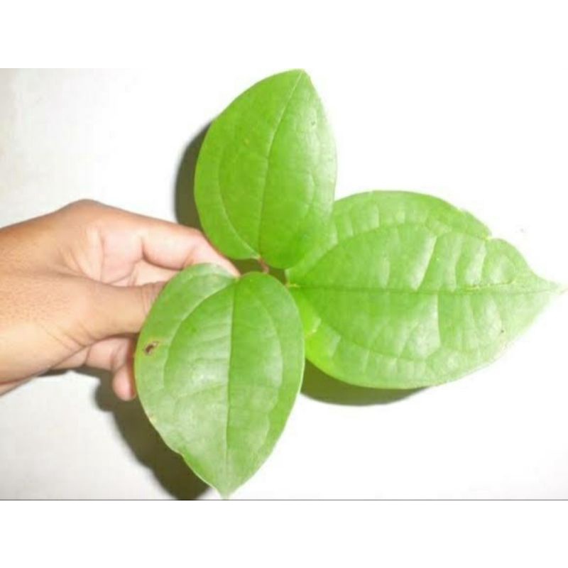 Jual Daun Bungkus Papua Asli Biak | Shopee Indonesia