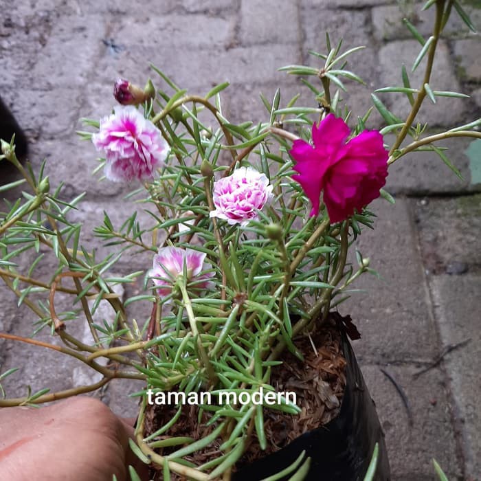 Jual POHON PERDU SUTRA BOMBAI-tanaman hias perdu bunga sutra bombai ...