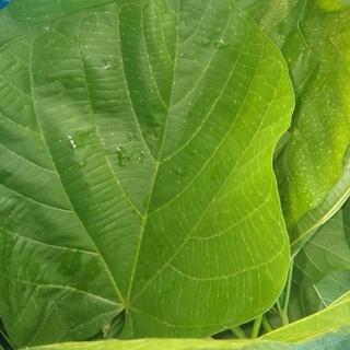 Jual Daun Paliasa Segar (100 Lembar) | Shopee Indonesia