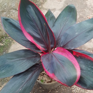 Jual Hanjuang merah - Cordyline fruticosa ruby | Shopee Indonesia