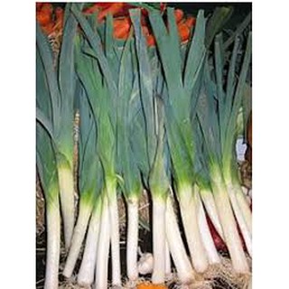 DAUN BAWANG PREI DAGING / GODONG PREI / PRE / SAYURAN SEGAR / PER IKAT ...