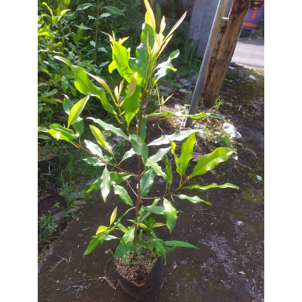 Jual bibit cengkeh pohon cengkeh 50cm | Shopee Indonesia