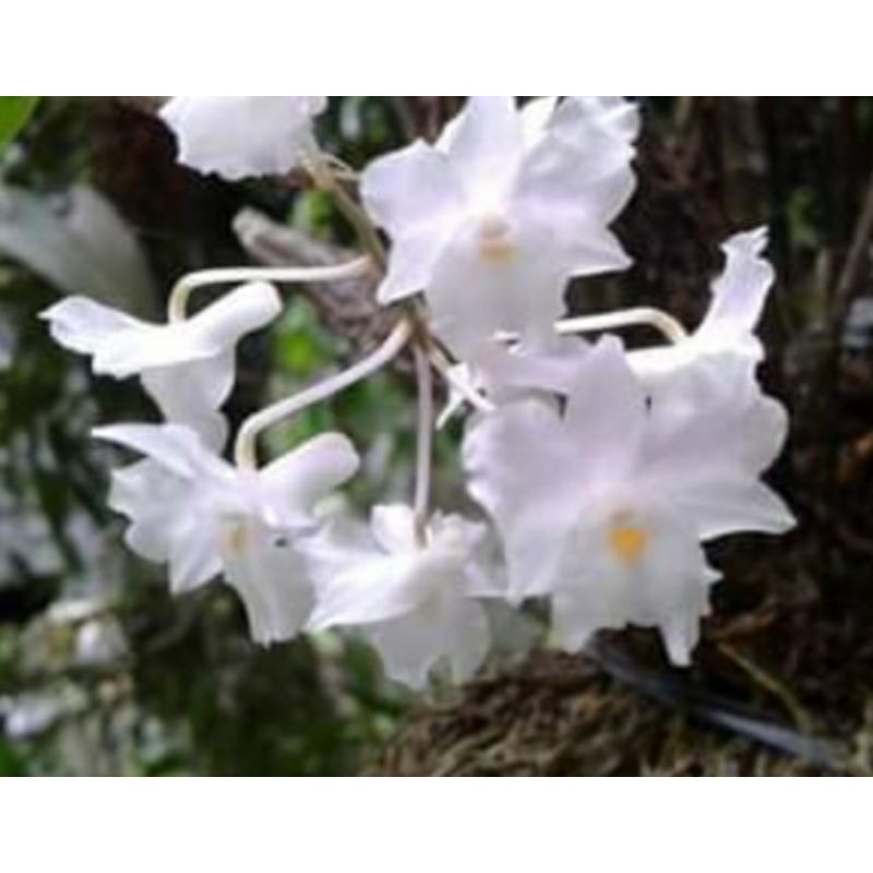 Jual Dendrobium mutabile anggrek spesies dendro spesies | Shopee Indonesia