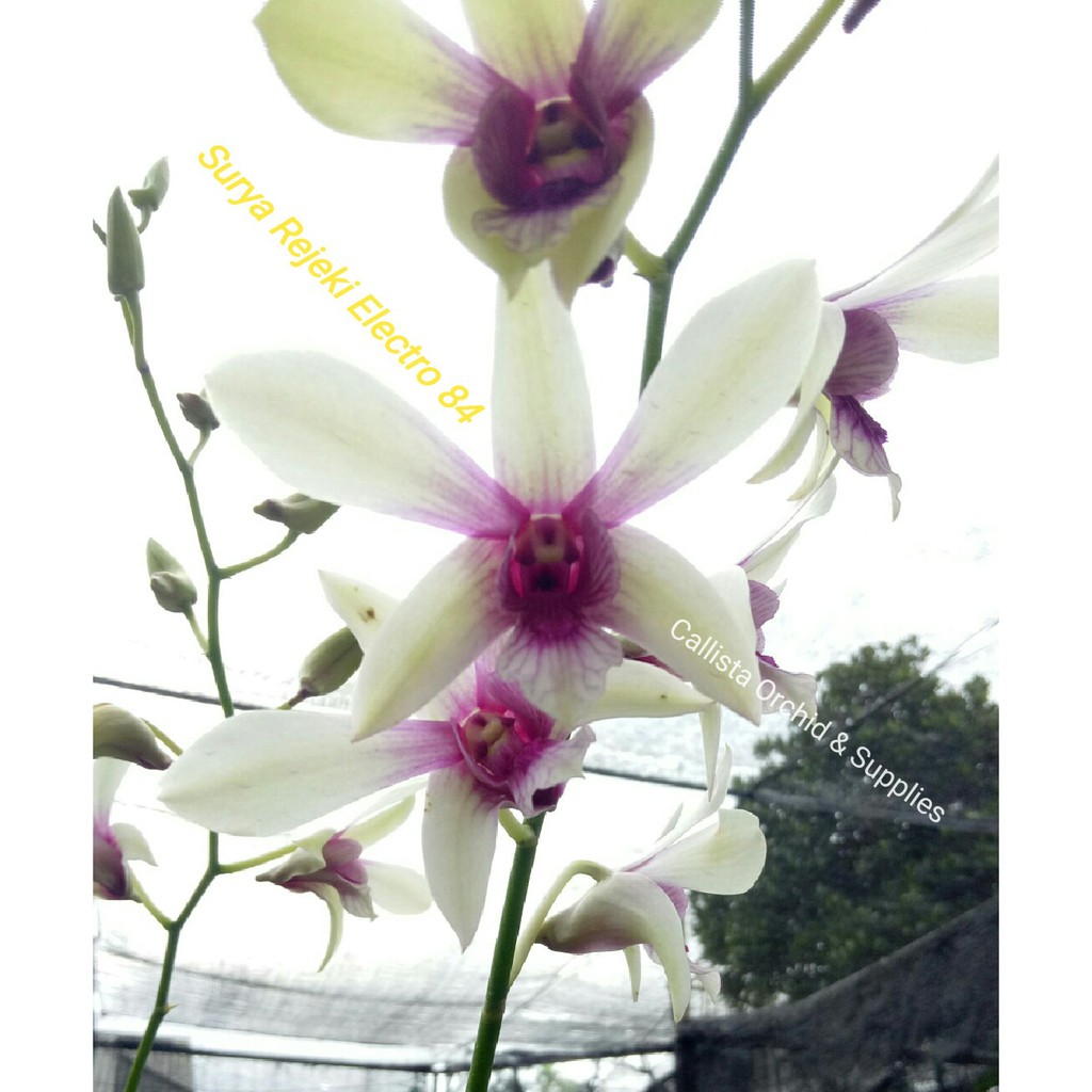 Jual Anggrek Dendrobium Caesar x Sanan White | Shopee Indonesia