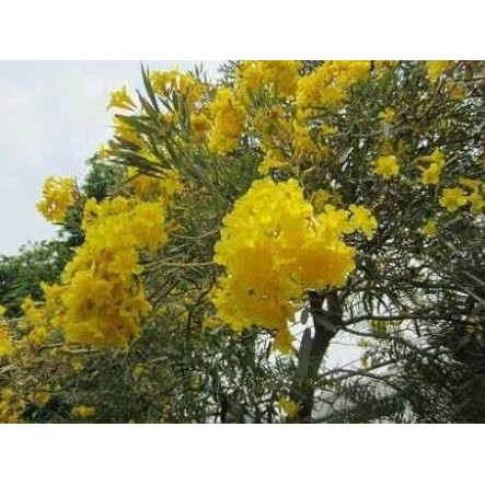 Jual 10 Benih Bunga tabebuya kuning | Shopee Indonesia