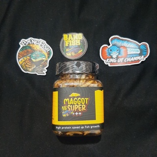 Jual PAKET BUNDLING MAGGOT SUPER+++ & MAGGOT EXTRA BLUE ORIGINAL (BANG ...