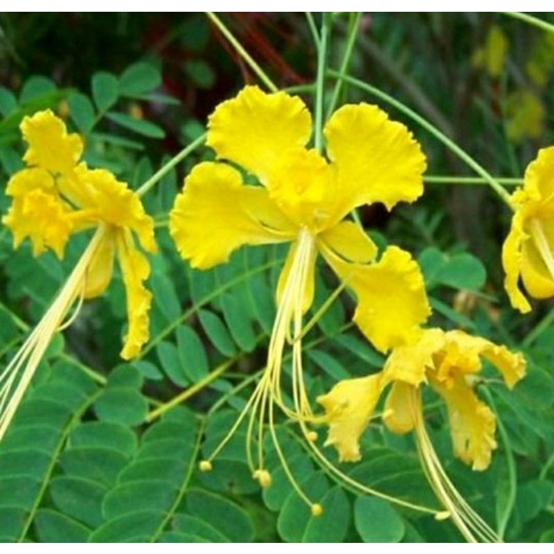 Jual Benih Bunga Merak Kuning 50 Biji Bunga Merak Kuning / Bibit Bunga ...