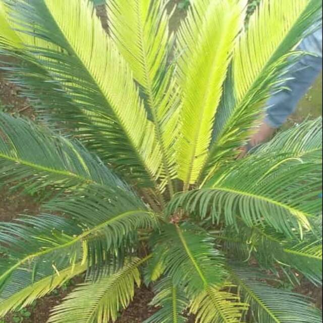 Jual SIKAS VARIEGATA / MAWAR JAMBE VARIEGATA Indonesia|Shopee Indonesia