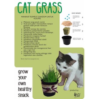 Jual Benih Rumput Gandum , Rumput Kucing , Wheatgrass (10gr) | Shopee ...