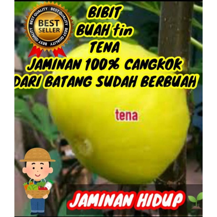 Jual BUAH TIN JENIS TENA ( BUAH BESAR ) | Shopee Indonesia