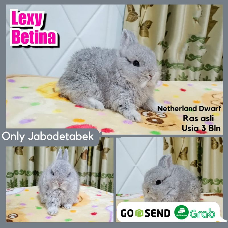 Jual KELINCI MINI NETHERLAND DWARF KELINCI HIAS JINAK BERSIH ...