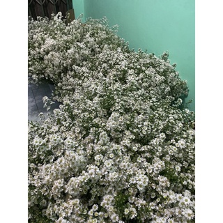 Jual Bunga pikok putih | Shopee Indonesia