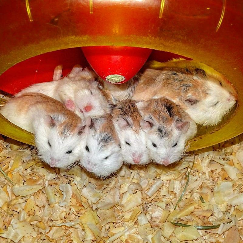 Jual Hamster Roborovski White / Husky (Gosend) | Shopee Indonesia