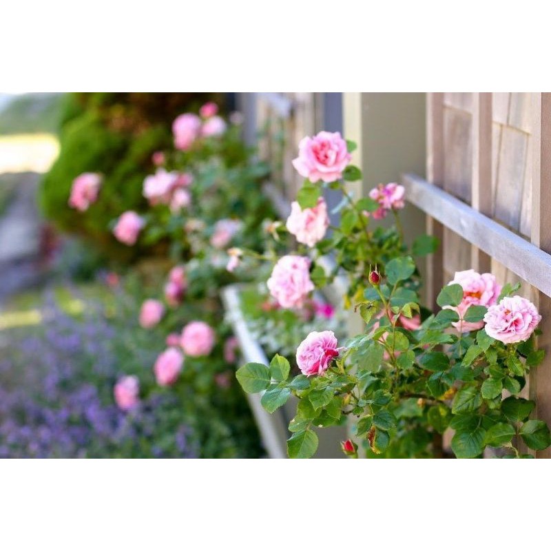 Jual Tanaman hias bunga Mawar baby/Baby rose (bibit) | Shopee Indonesia