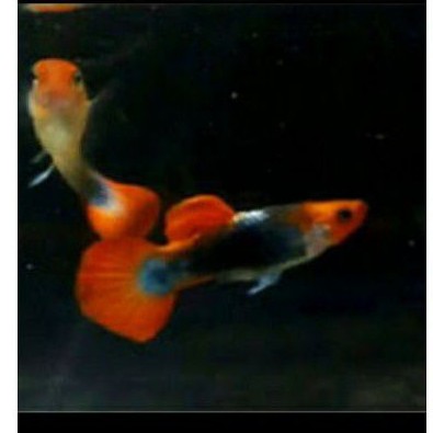 Jual ikan Guppy toxedo koi jantan | Shopee Indonesia