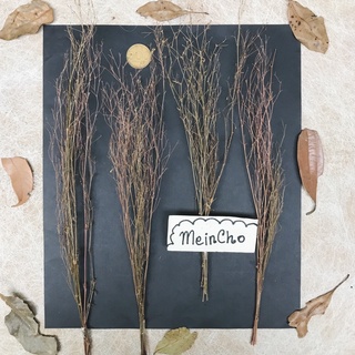 Jual (6-18 tangkai) Bunga Kering Flower TANGKAI RUMPUT Aesthetic ...