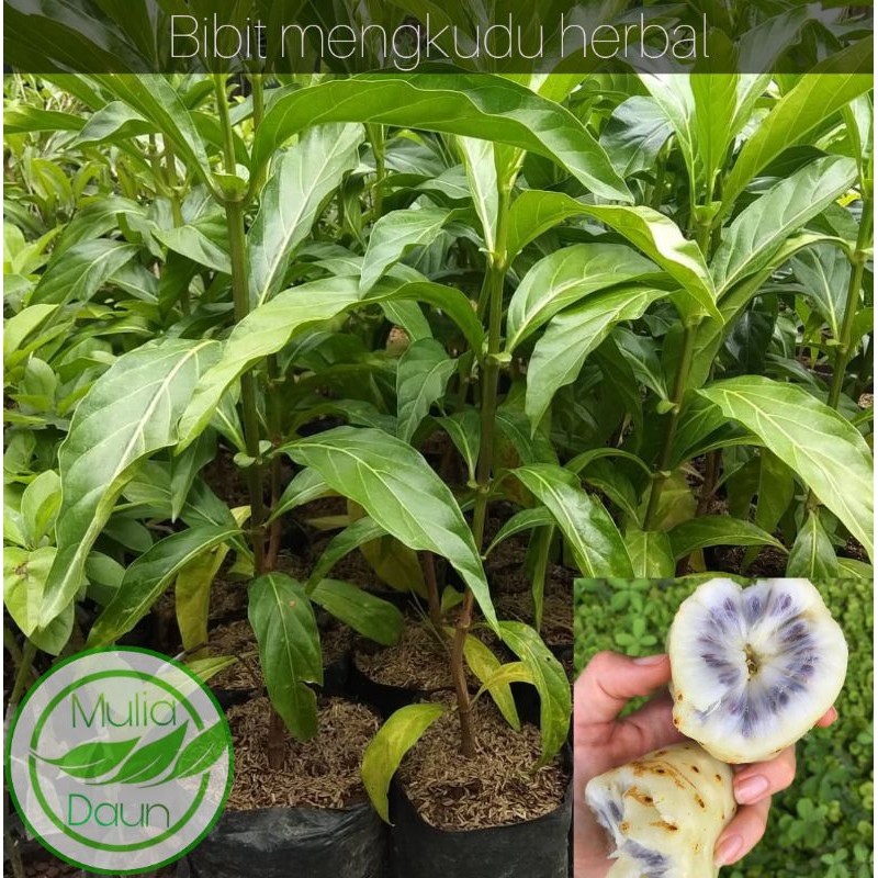 Jual Bibit tanaman mengkudu/Pohon buah mengkudu/Cangkudu/Herbal ...