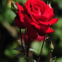 Jual Proksi 500 EC | Shopee Indonesia