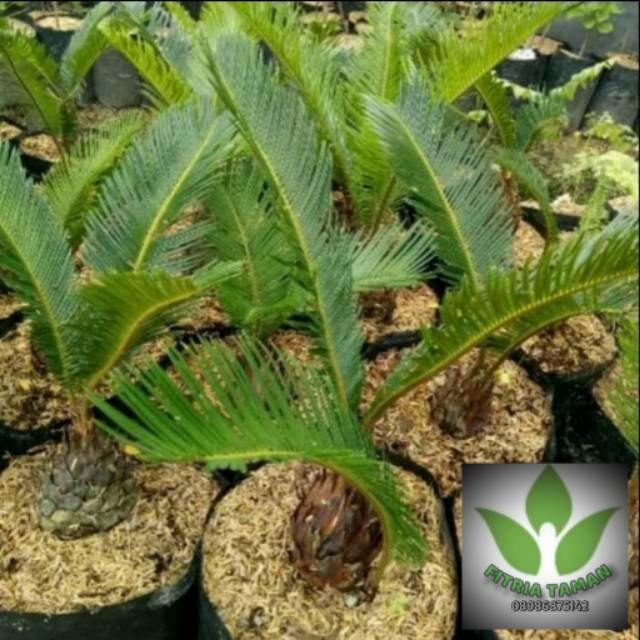 Jual Tanaman Hias Sikas Atau Mawar Jambe | Shopee Indonesia