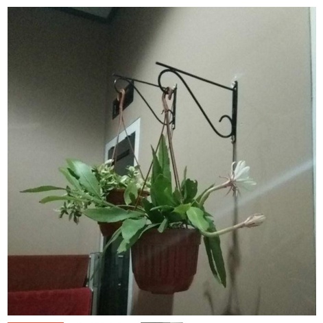 Jual Gapot Siku Cantolan Sangkar Burung Cantolan pot Bunga | Shopee ...