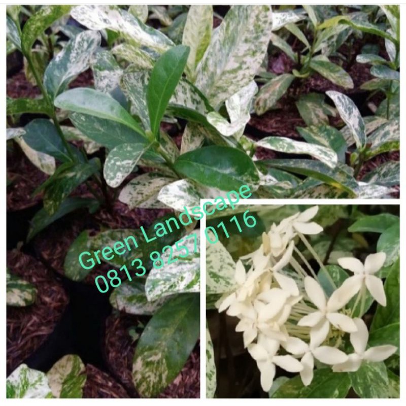 Jual Pohon Soka Varigata Bunga Putih Tanaman Hias Asoka Variegata ...