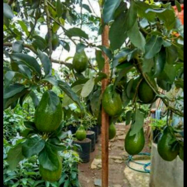 Jual Bibit alpukat mentega super | Shopee Indonesia