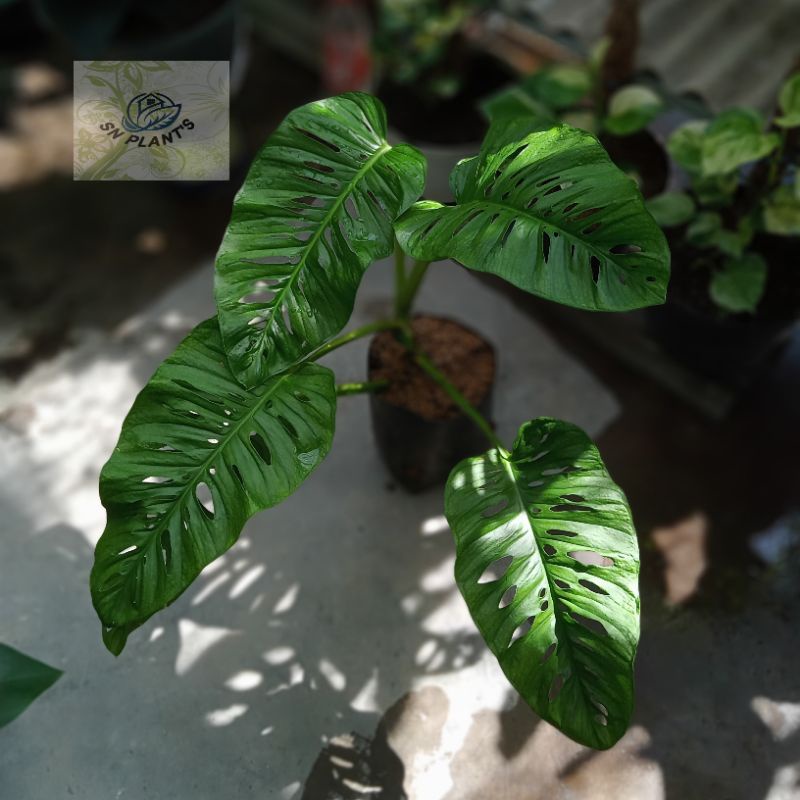 Jual tanaman hias monstera acuminata.(daun jumbo full mature) | Shopee ...