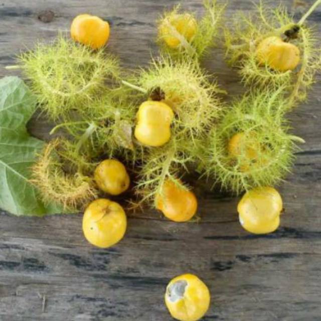 Jual BUAH MARKISA MINI RAMBUSA MATANG | Shopee Indonesia