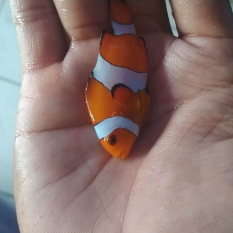 Jual Ikan hias Nemo air laut size m | Shopee Indonesia