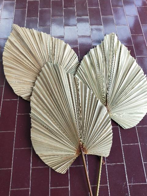 Jual Dekorasi Daun Rustik Kering Palem Sikas Pampas Gandum Wedding ...