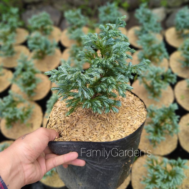 Jual Tanaman Hias Cemara Perak / Silver / Bluedent | Shopee Indonesia