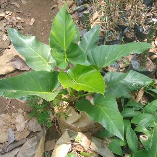 Jual tanaman hias pilo marble-pohon pilo merbel | Shopee Indonesia