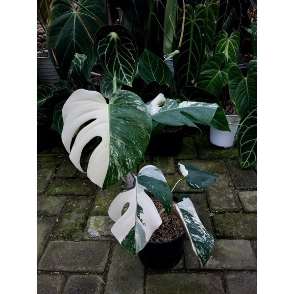 Jual Monstera White Tiger - Monstera Variegata | Shopee Indonesia