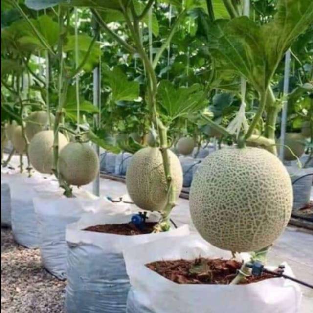 Jual Promo termurah 30 Bibit biji buah melon madu merah manis Indonesia ...