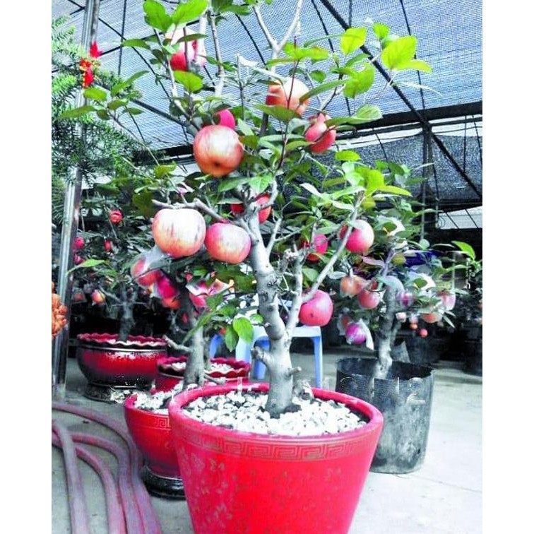 Jual Cod Tanaman Jadi Buah Apel Anna J1* | Shopee Indonesia