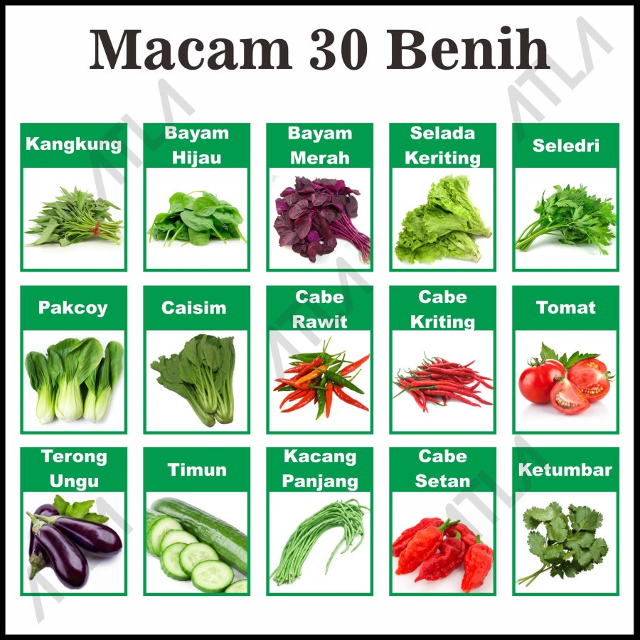 Jual PAKET 30 BENIH KEBUN HIDROPONIK BIJI BIBIT JENIS SAYUR SAYURAN ...