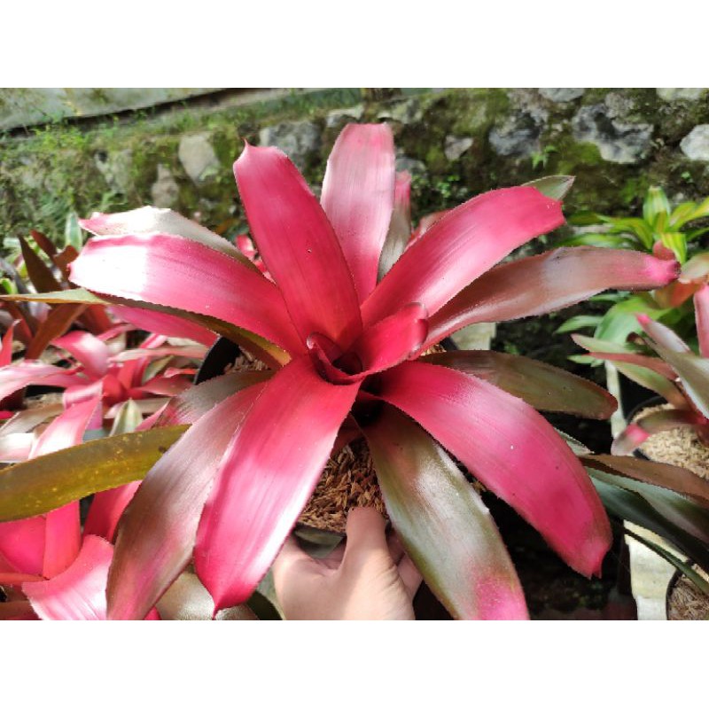 Jual Bromelia Neoregelia/bromelia red | Shopee Indonesia